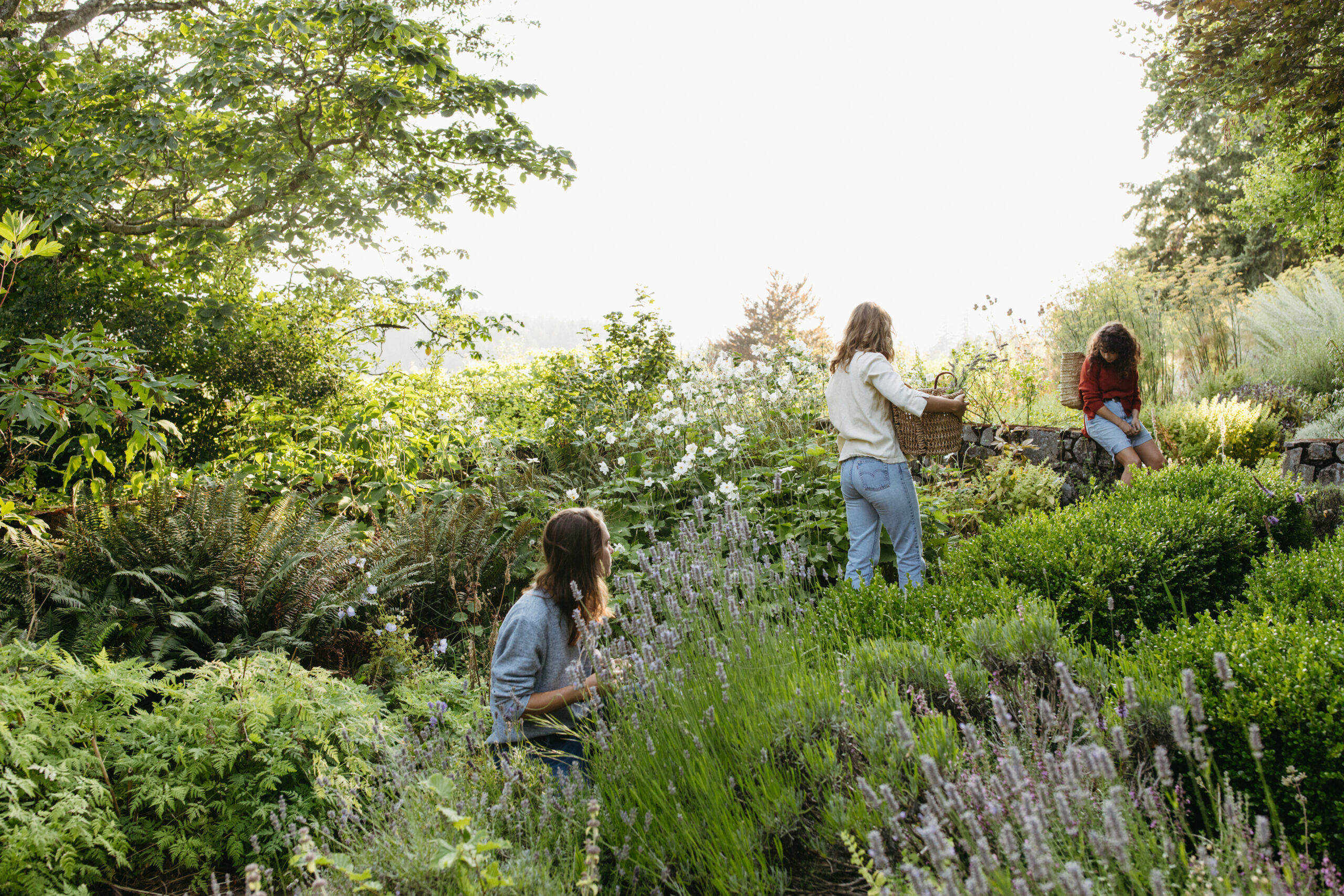 The Art & Ritual of Harvesting Herbs - Pacific Rim College Online